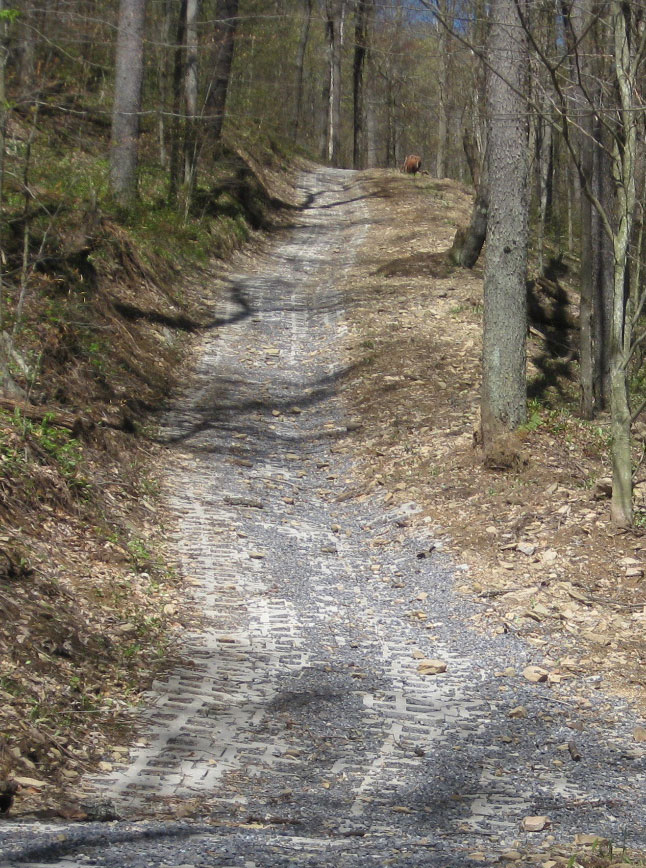 Frizbo Fifty: Pennsylvania, Allegheny National Forest, Singing to Bears