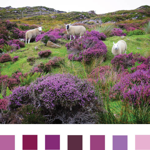 Diane Carnevale: Color inspiration—Scottish heather