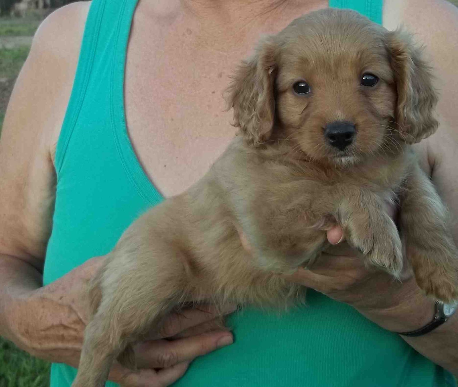 Cavoodle Pups: High Quality Cavoodle Puppies