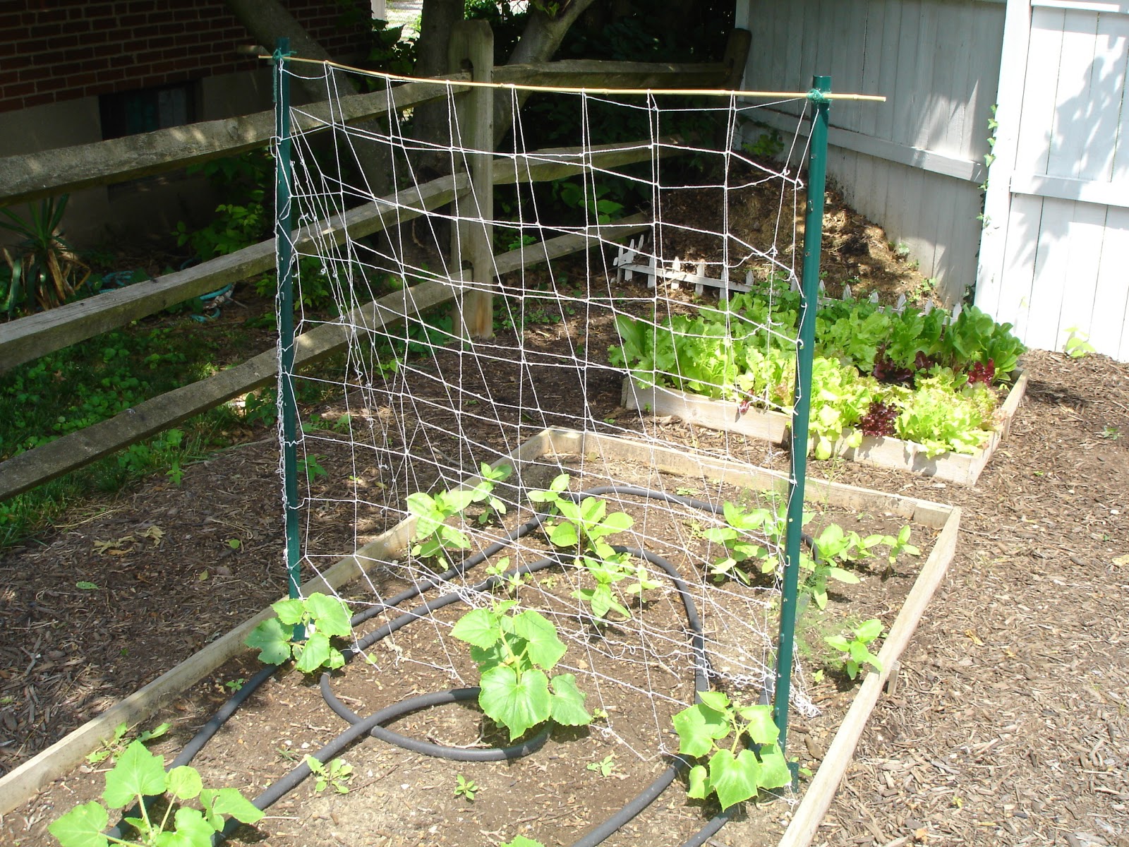 Presidential Living: Cucumber Trellis