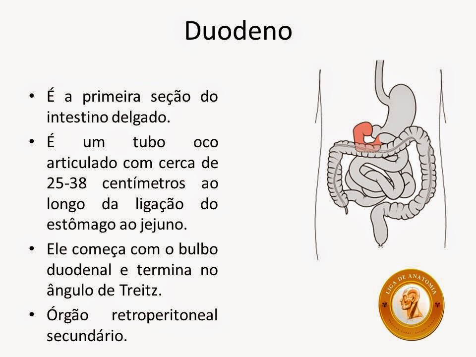 Liga de Anatomia ULBRA: DUODENO