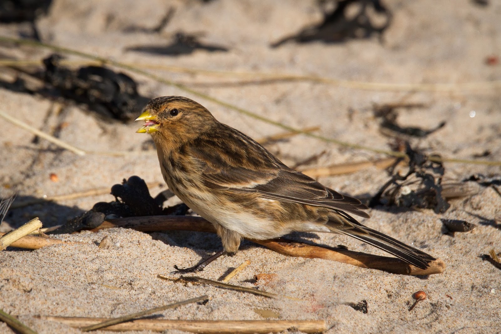TrogTrogBlog: Bird of the week - Twite
