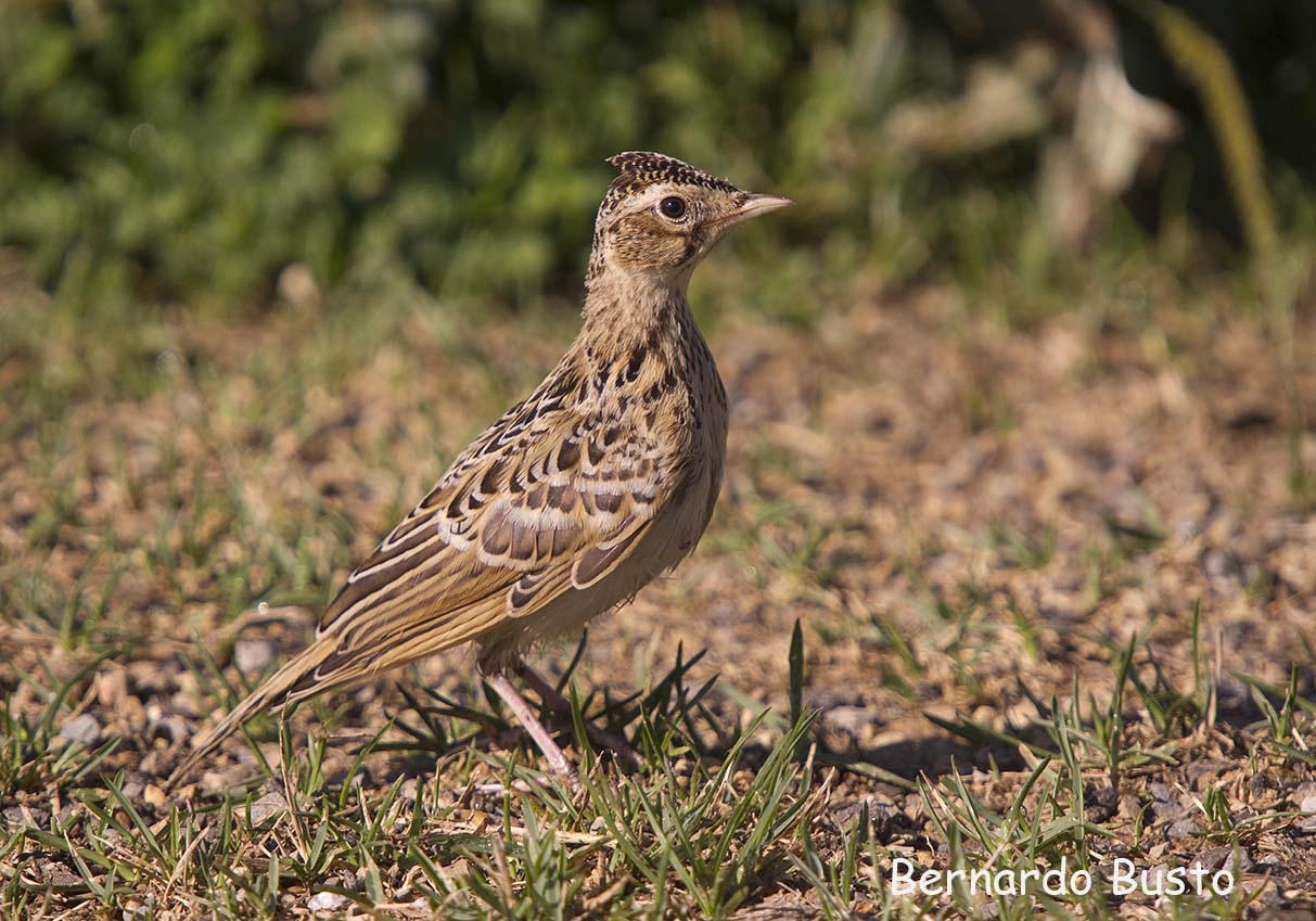 RÍA DE LA VILLA: Alondra común