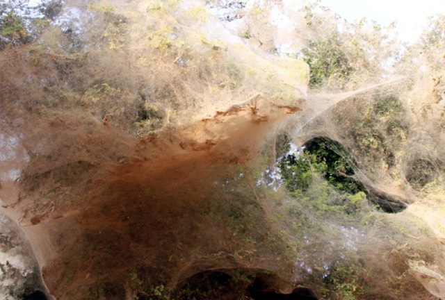 Biggest Spider Web in the World - PICXACT - "Amazing Findings imageblog"