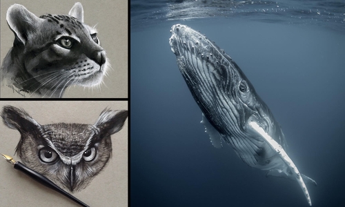 How To Draw A Realistic Whale