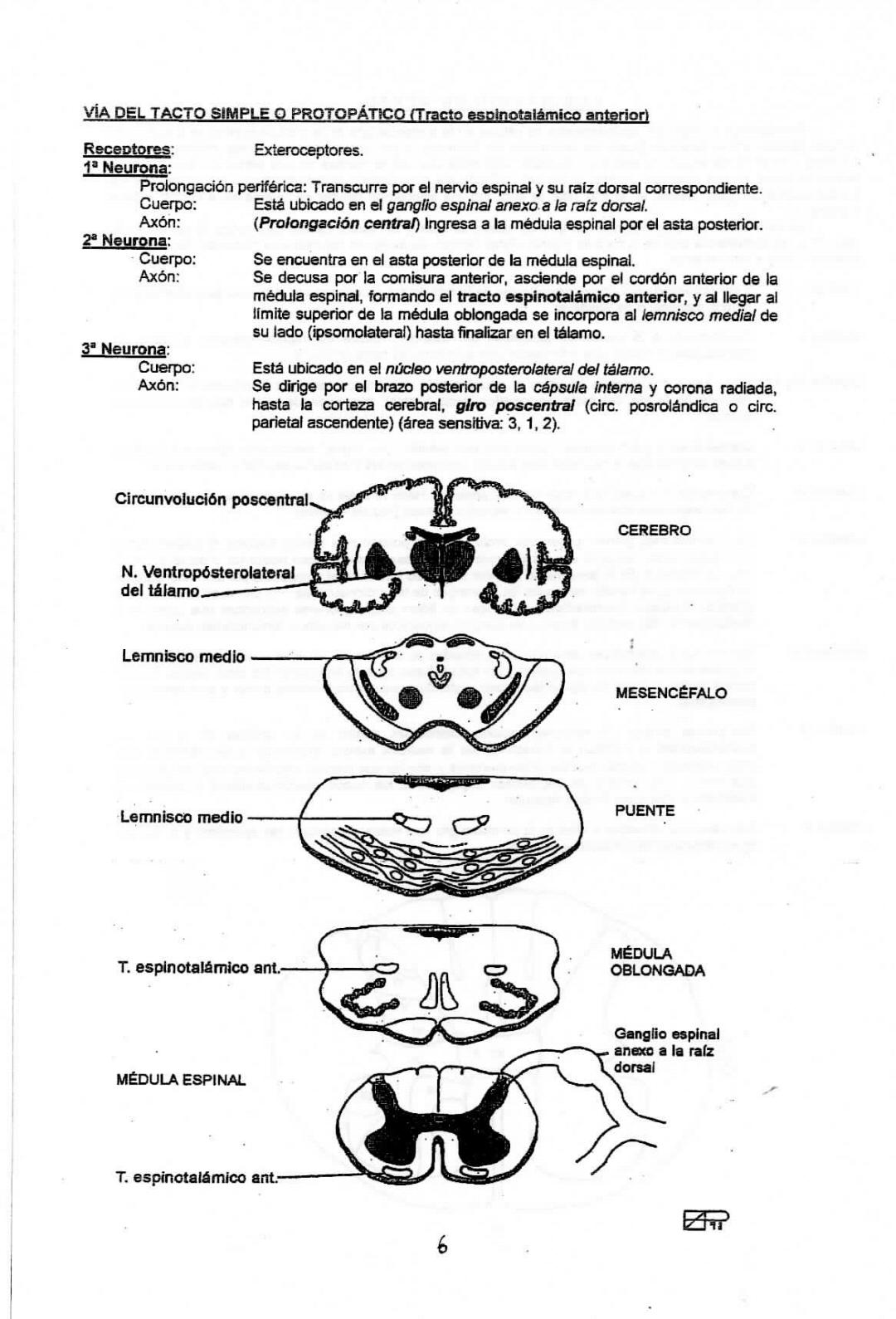 Estudiante de medicina : Apunte de neuroanatomia de Forlizzi Pro