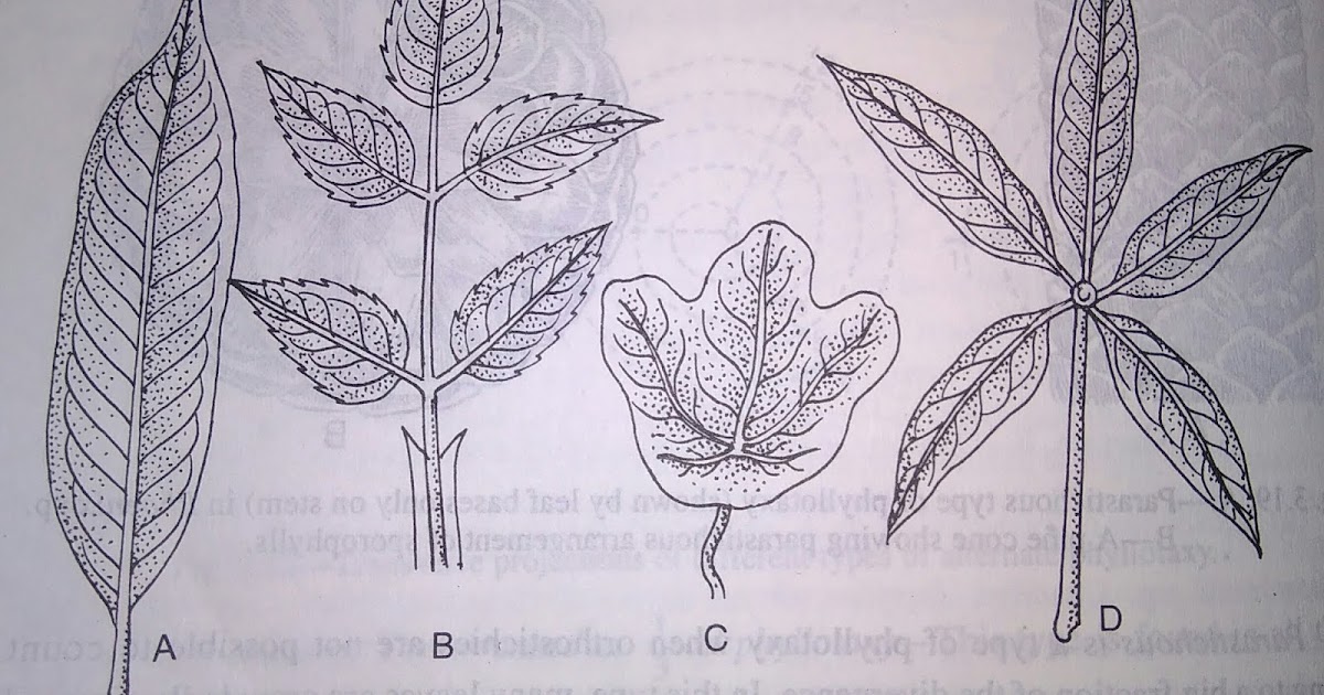 Leaf:Fibonacci series, simple and compound leaves-digieduco