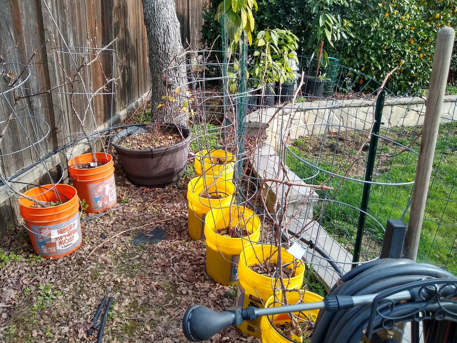 Pruning the Container Vineyard | Year 6 | January 2020 | Greens and ...