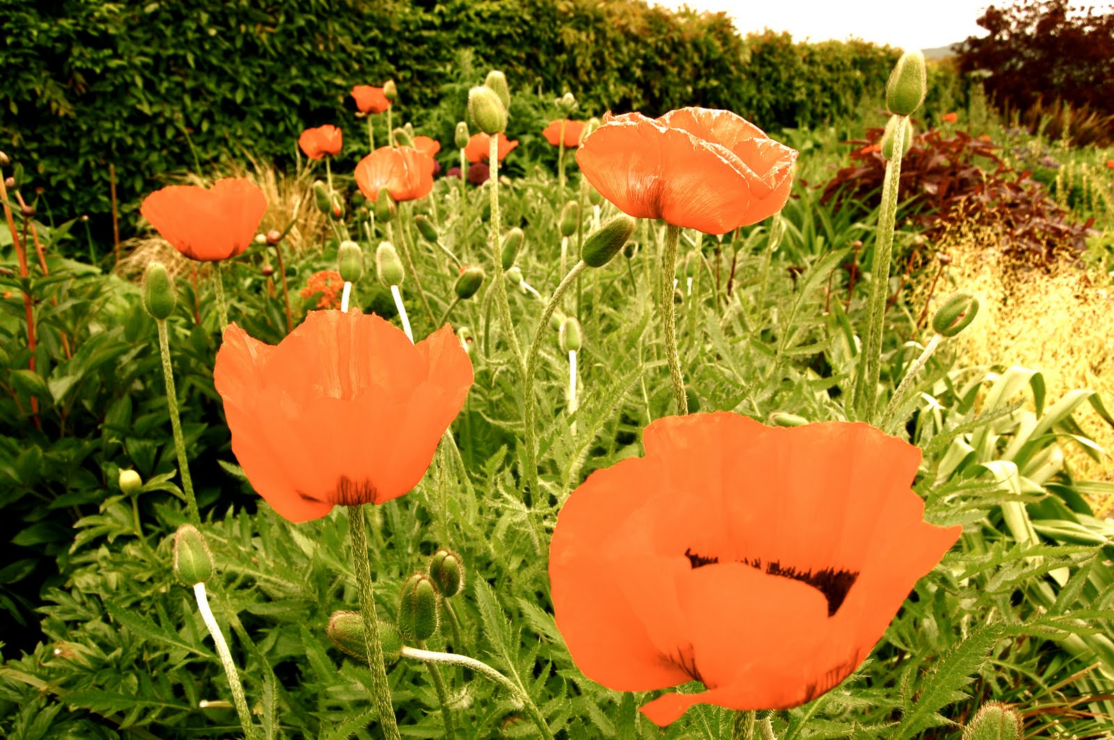 Photo of the Week: Irish Poppies | The Colorful Living Project