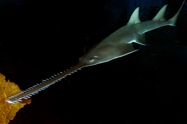 Artes de Pesca: VAMOS A PESCAR PEZ SIERRA