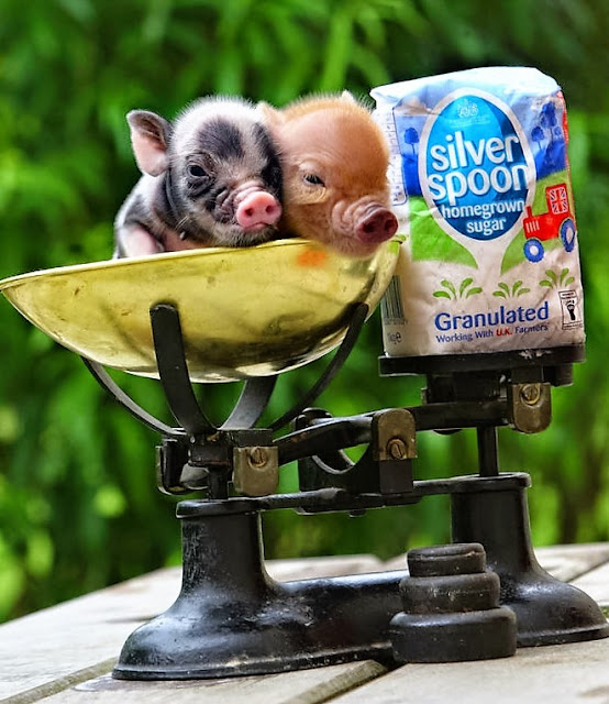 Fieggentrio: De kleinste biggetjes van de wereld.