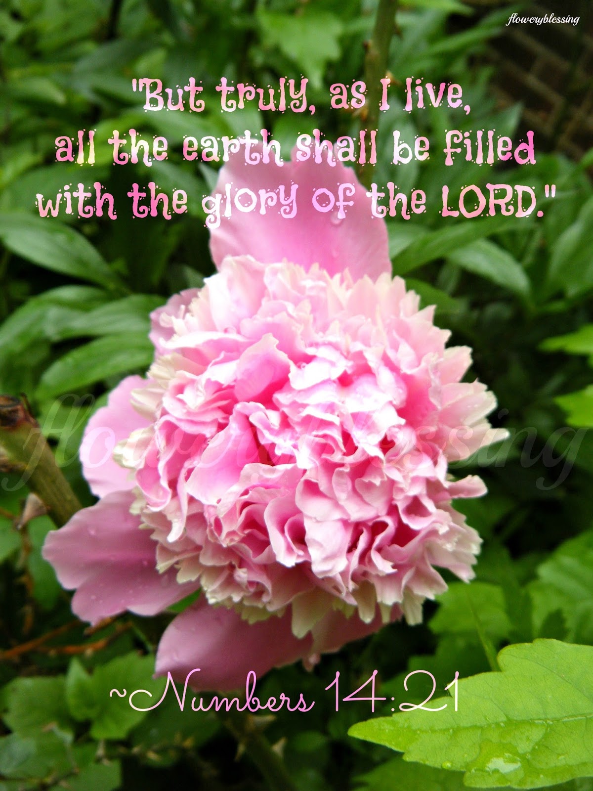 Flowery Blessing: "But truly, as I live, all the earth shall be filled ...
