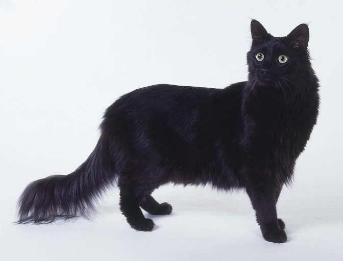 30 Gambar Jenis Kucing Anggora Beserta Harganya | Berita Jujur