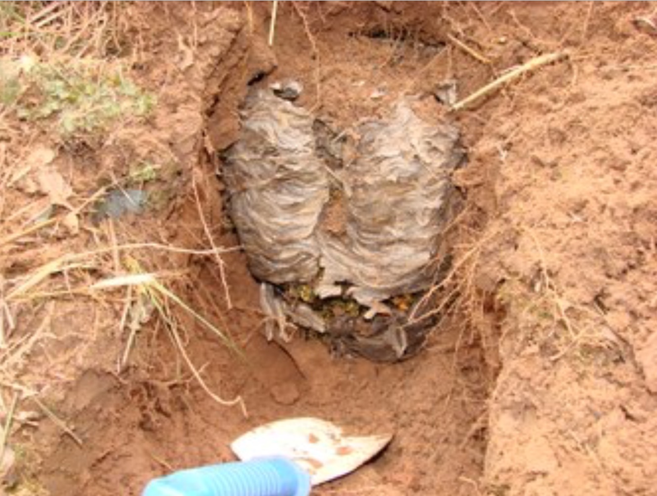 Highlands Country Club Agronomy: Yellow Jacket season is approaching!