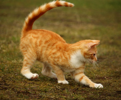 Cuvântătoare şi necuvântătoare: Pisoiul jucăuş de la colţul blocului