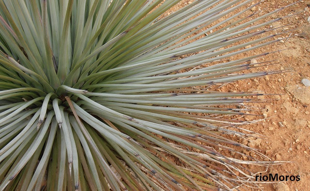 ESPADÍN: Agave striata | Plantas rioMoros