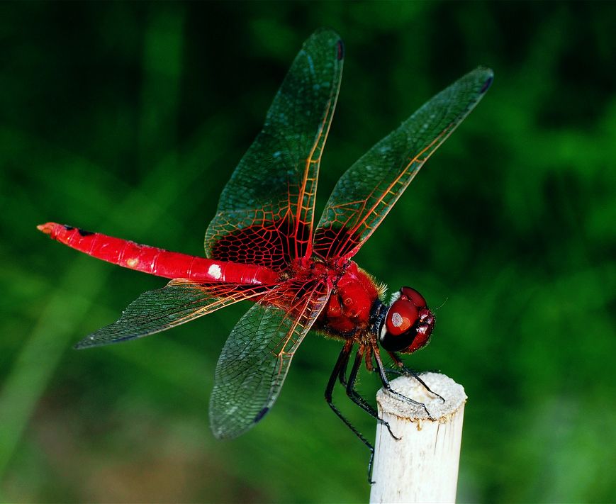 Banco de Imágenes Gratis: Hermoso caballito - Libélula - Red Dragonfly