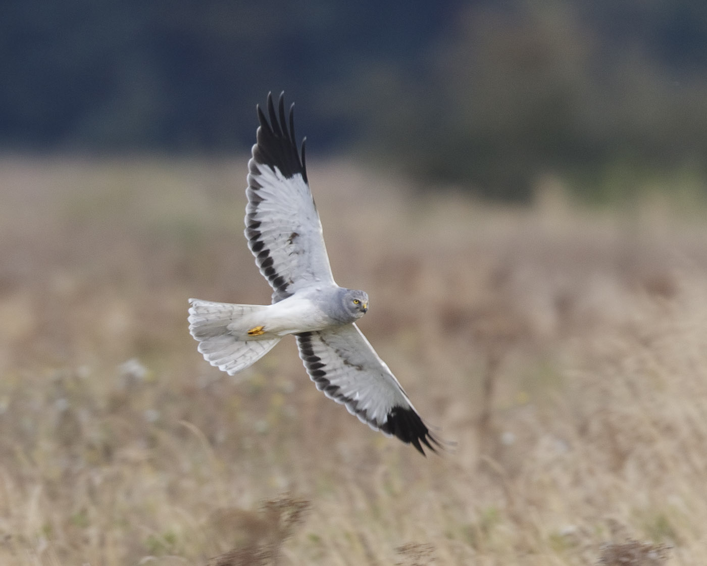 pewit: male Hen Harrier