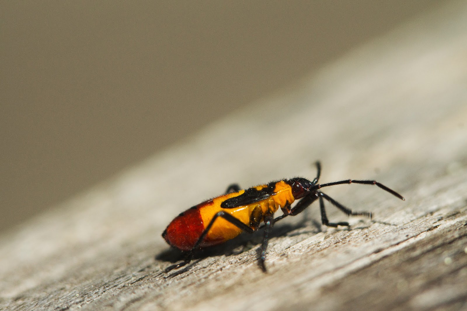 Breanna's Birding Blog: February 2013