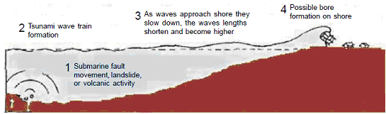 DISASTER MANAGEMENT: TSUNAMI