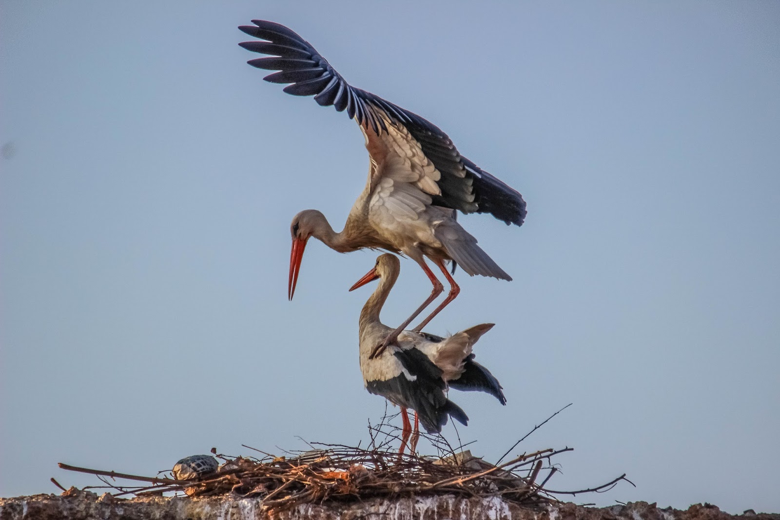 Cannundrums: White Stork - Morocco