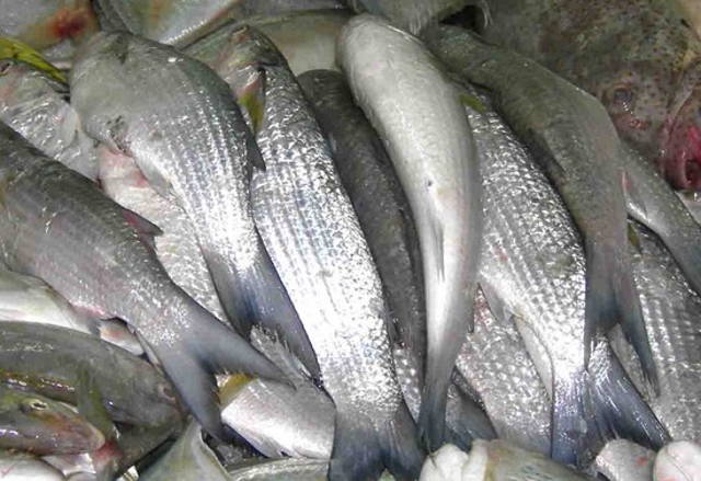 Ini Dia 40 Jenis Ikan Konsumsi Air Tawar Beserta Gambarnya