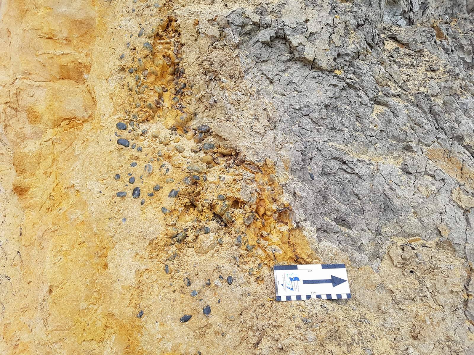 The Palaeo Post: The Thames Group of Whitecliff Bay