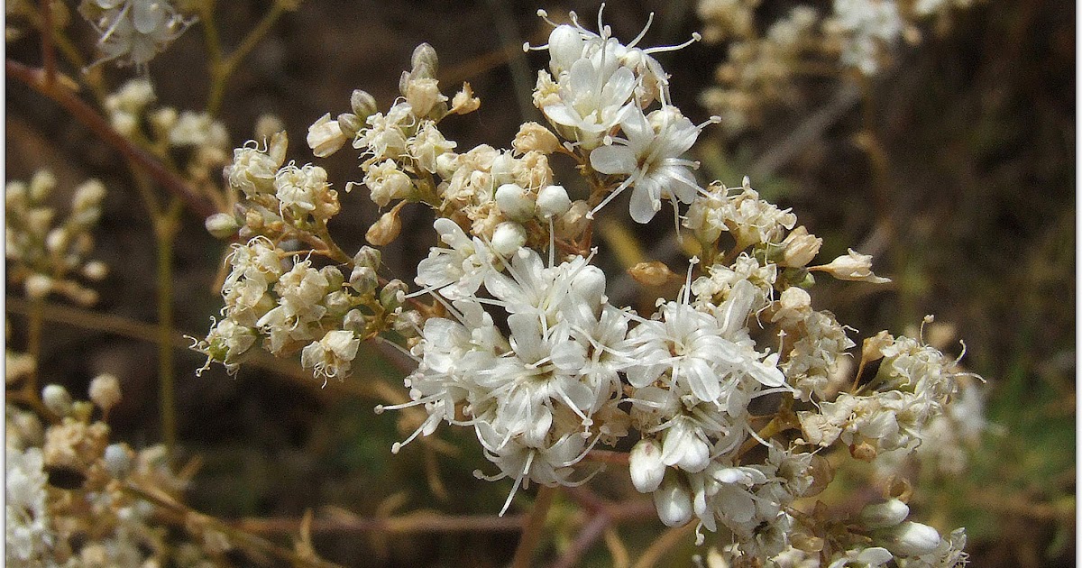 rocayflor: camino de El Pueyo: Gypsophila struthium. "Badallera"