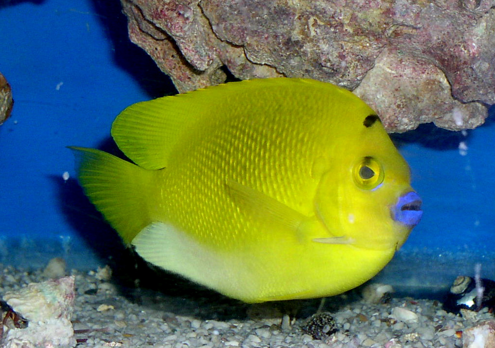 Fish Index: Flagfin Angelfish (Apolemichthys trimaculatus)