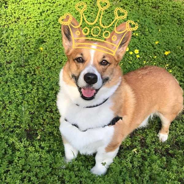 Corgi Fun Facts - 10 Fun Facts About Pembroke Welsh Corgi - Dogalyo