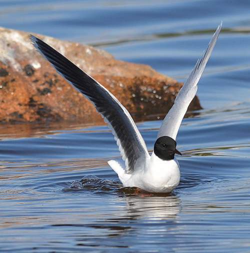 Little gull images | Birds of India | Bird World