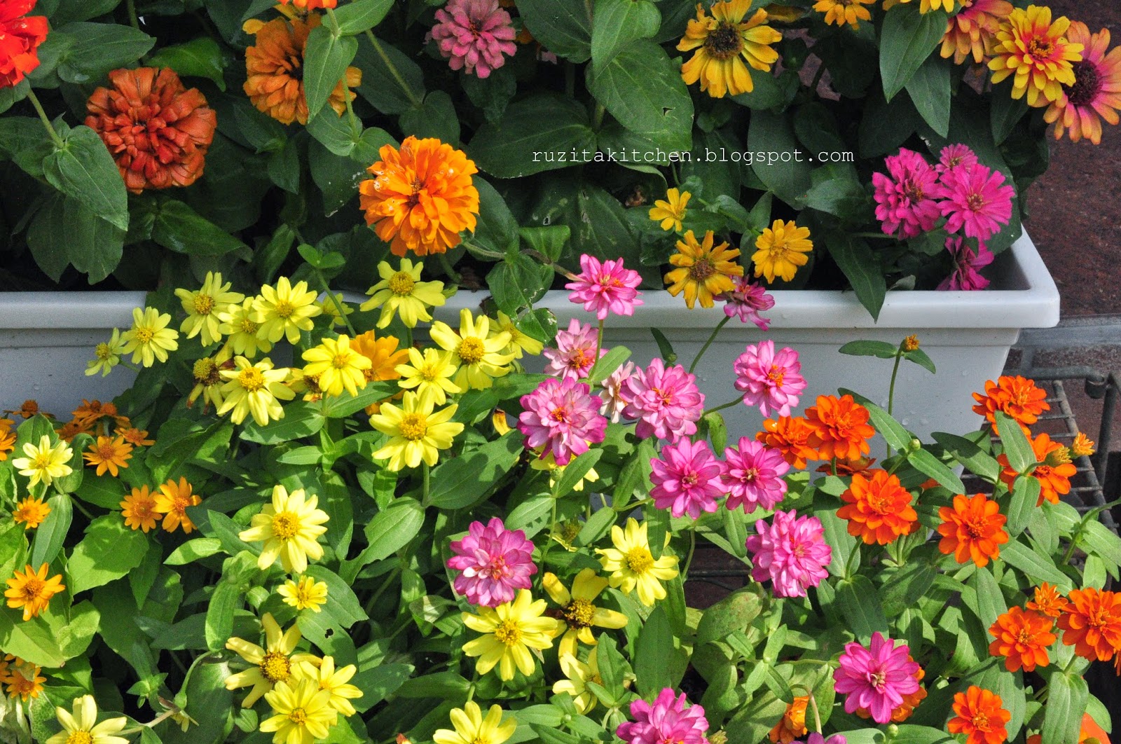 BUNGA BUNGA DI HALAMAN