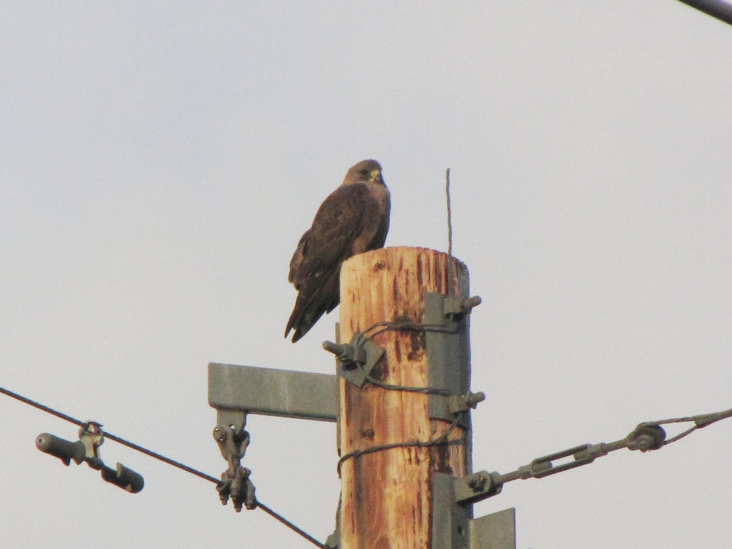 Through Handlens and Binoculars: Nevada Raptors