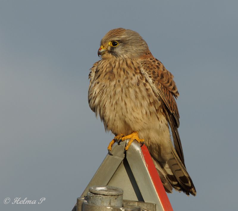 Helma's natuurfoto's: Torenvalk.....
