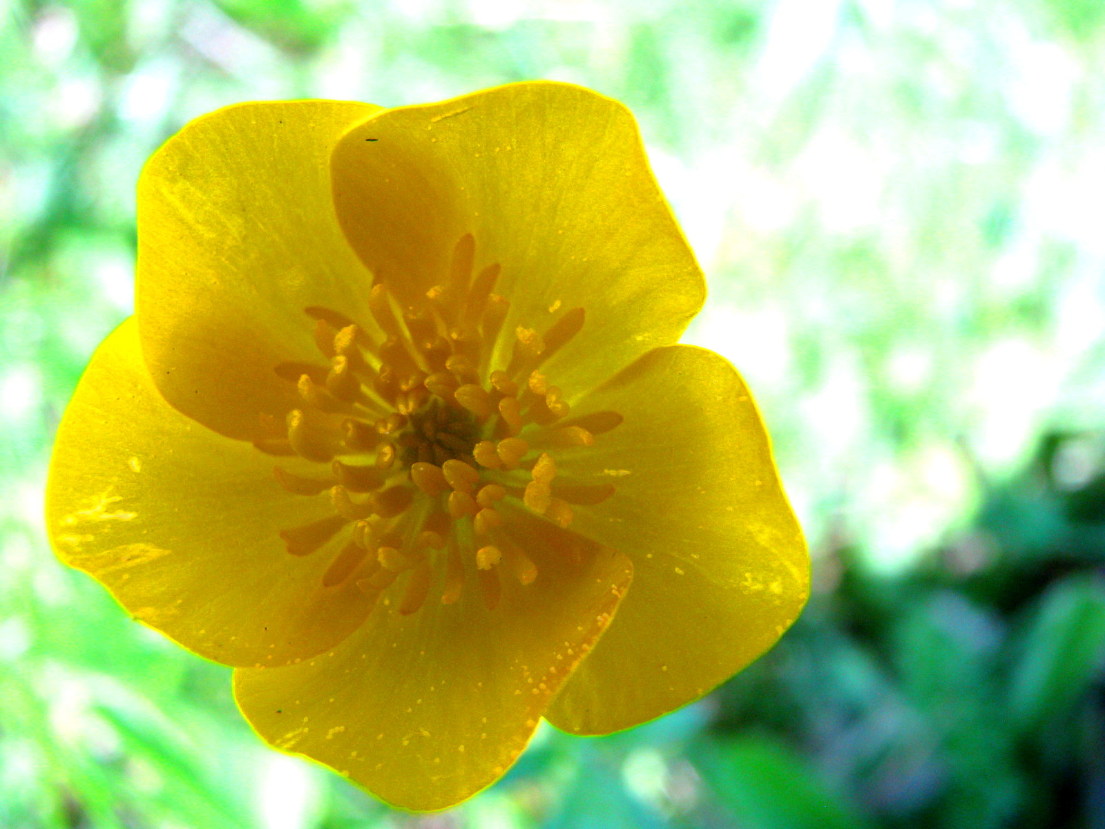 daily meditations: buttercup
