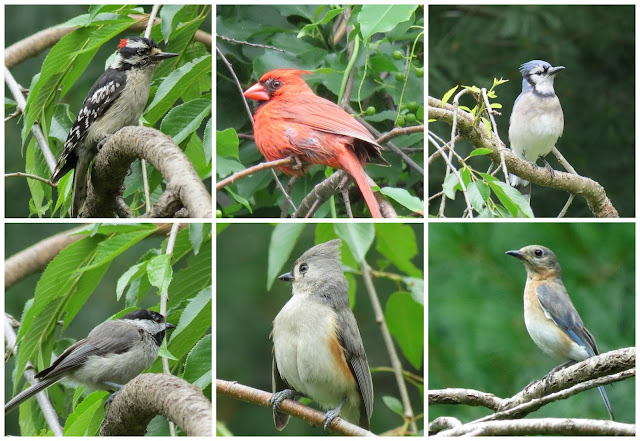 Viewing nature with Eileen: Backyard birds & More