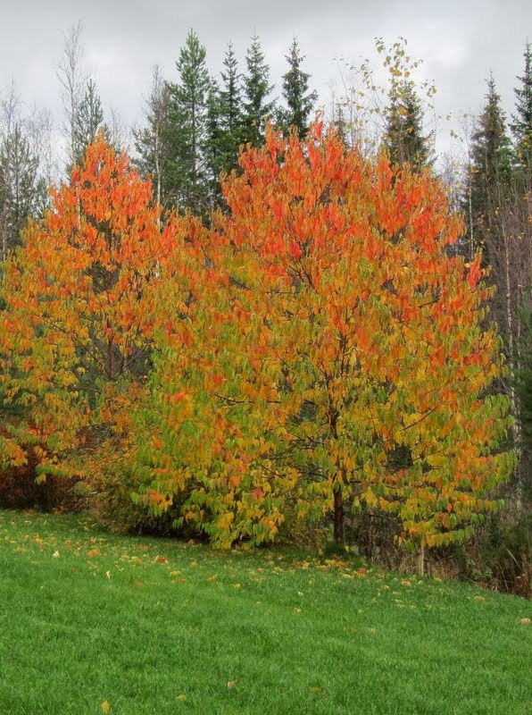 mongolian vaahtera | Natural landmarks, Garden, Nature