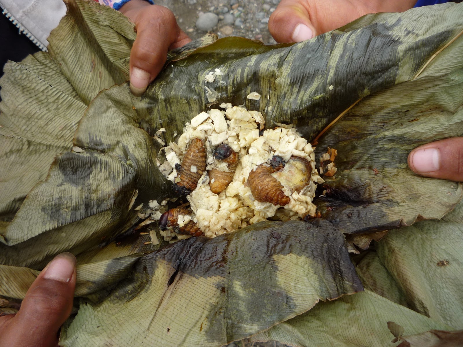 culturas de pastaza: CULTURA KICHWA