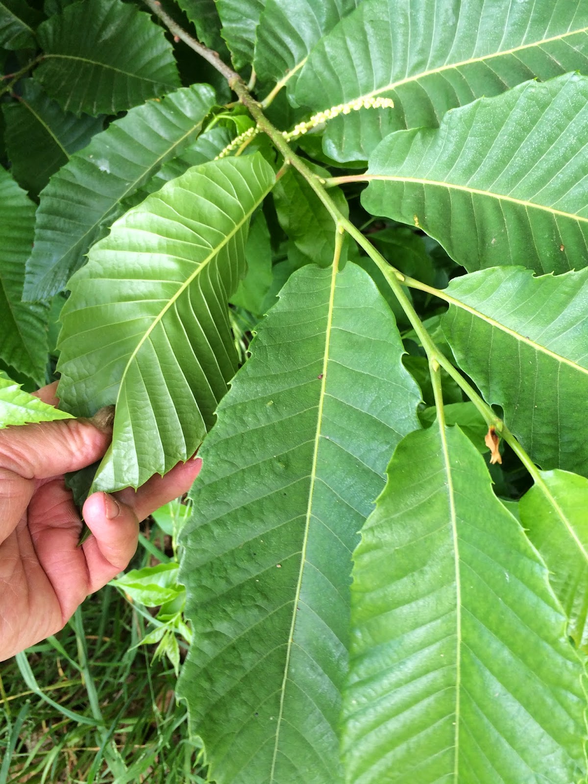 Trees of Santa Cruz County: Castanea sativa - European Chestnut