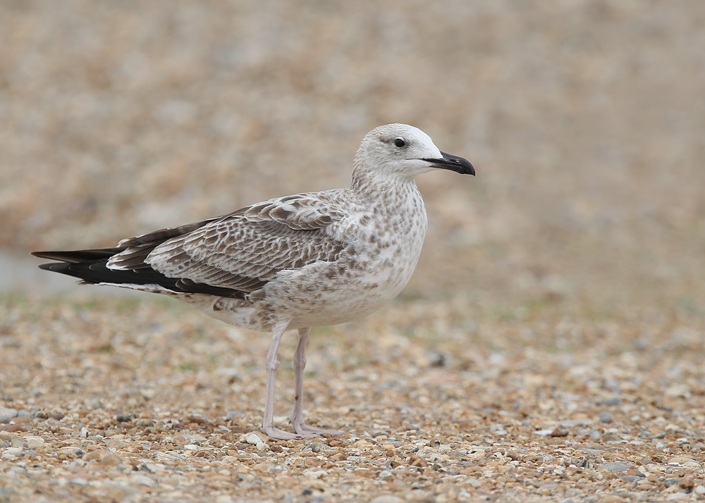 Richard Smith - Birdwatching Days Out: CASPIAN GULL, juvenile ...