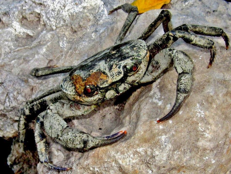 Biodiversity of Cyprus by NGO Protection of the Natural Heritage and ...