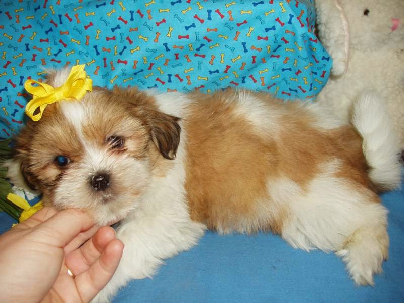 Rules of the Jungle: Shih poo puppies
