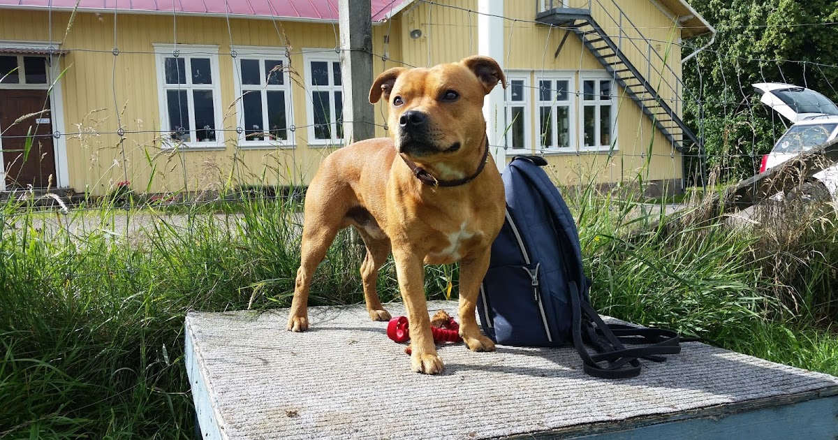 Staffelycka: En snabbis och testikelintyg