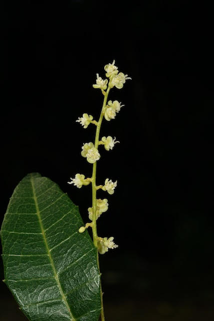 Flora de Puerto Rico Ilustrada Papo Vives: 2015