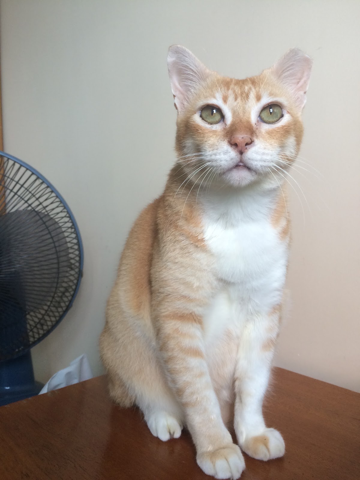Singapore Community Cats: Garpy