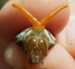 Medicine Newbie: Terpenes