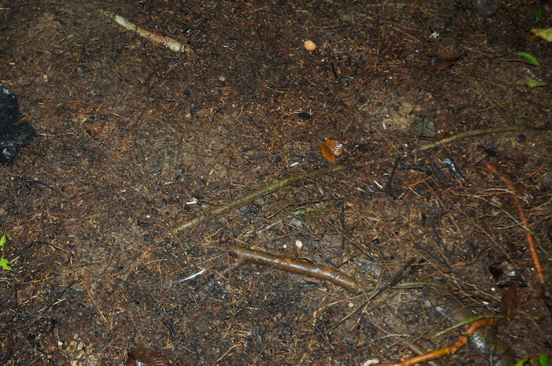 A Wandering Naturalist: Sarawak: The Forest at Long Peluan