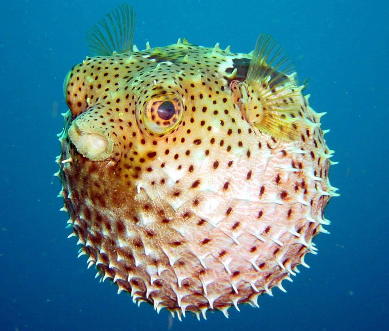 Ikan Buntal - Perumperindo.co.id