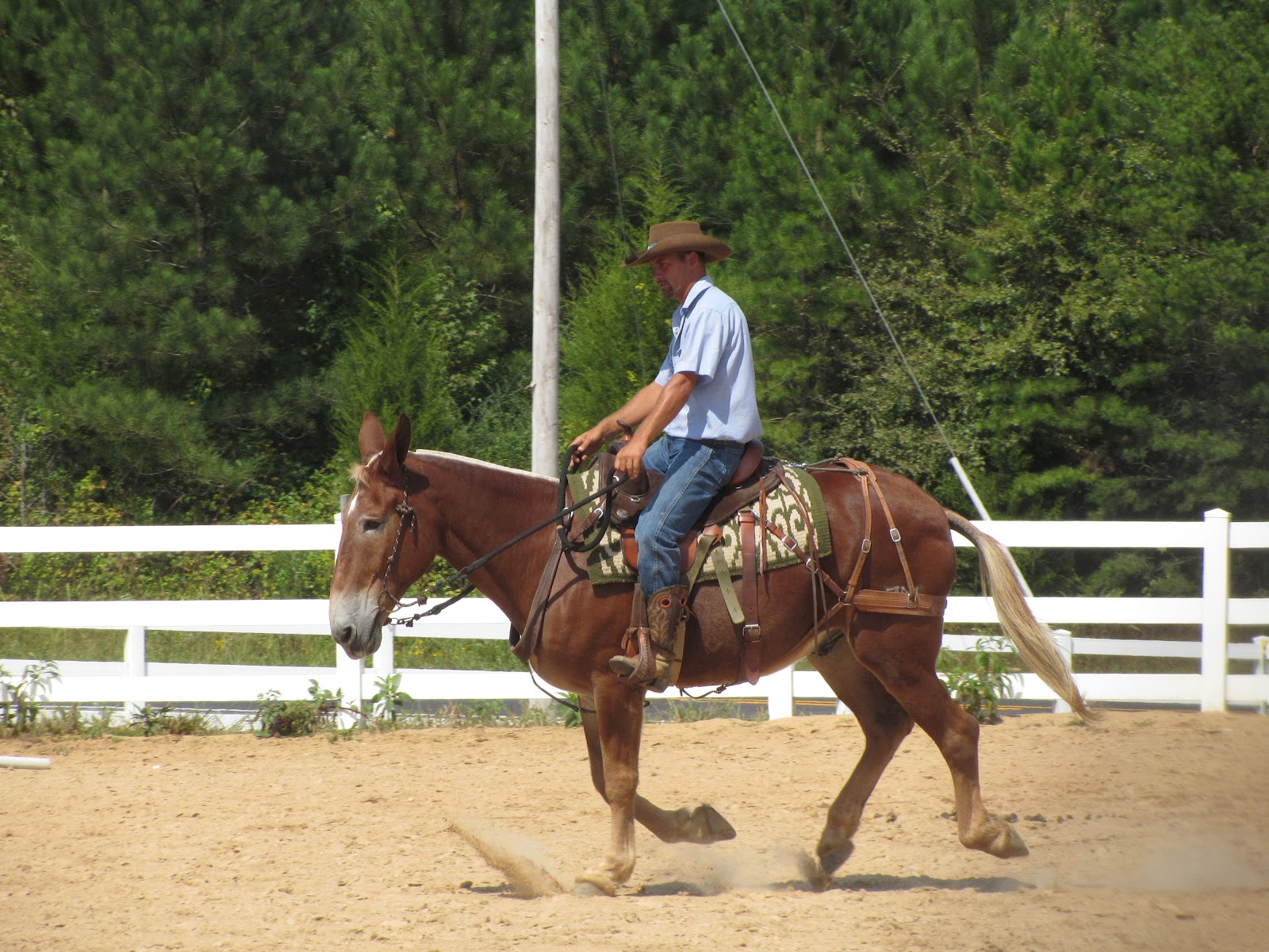 St.Clair Red Mule Farm -Mule & Donkey Adventures: Seven & The Horse Trainer