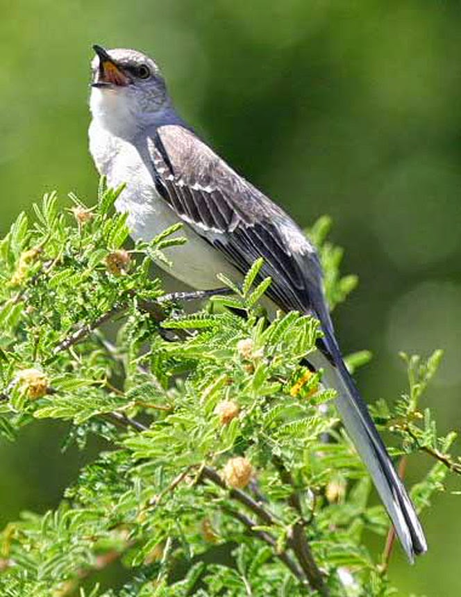 Bellas Aves de El Salvador: Mimus polyglottos (zenzontle del norte o ...